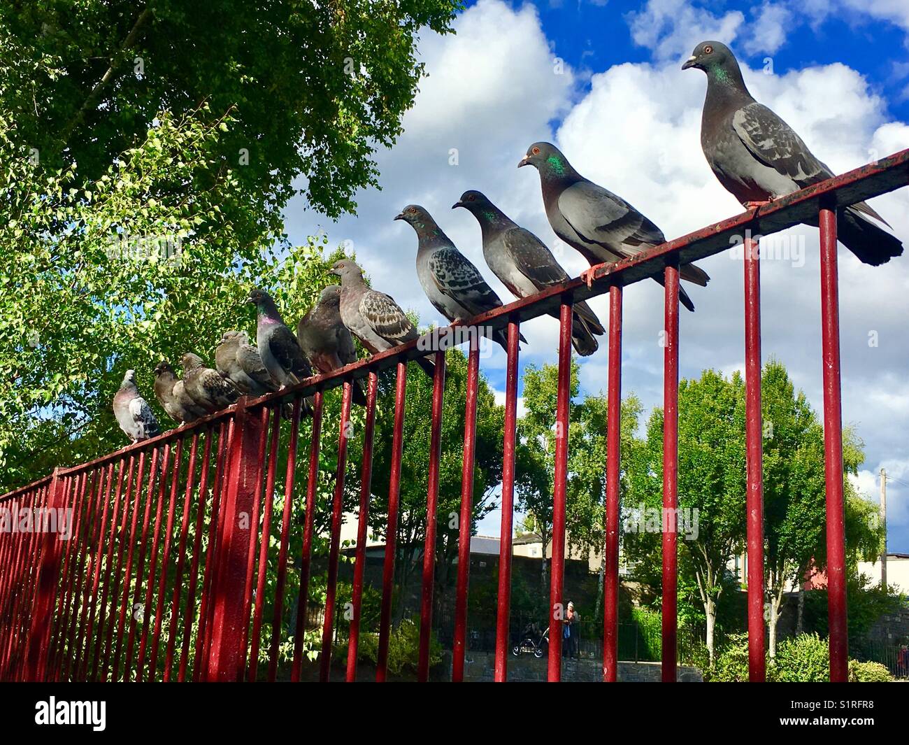 Pigeons in line. Dublin - Ireland Stock Photo - Alamy