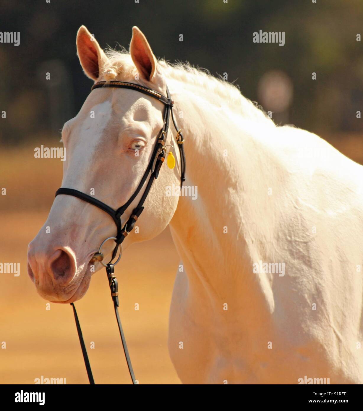 Cremello Horse High Resolution Stock Photography and Images - Alamy