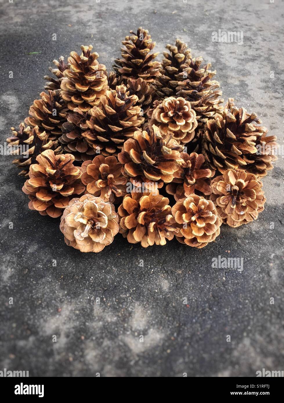 Pile of cones hi-res stock photography and images - Alamy