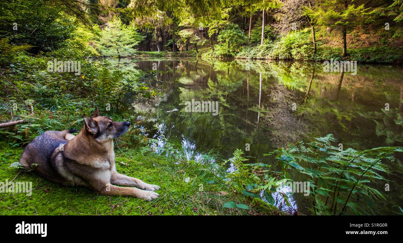 Nature and wildlife hi-res stock photography and images - Alamy