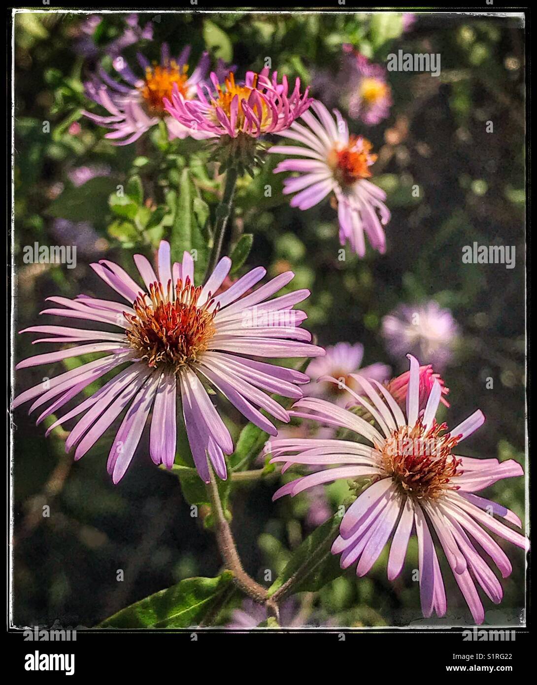 Climbing aster flowers blooming in warm autumn sun, Symphyotrichum ...