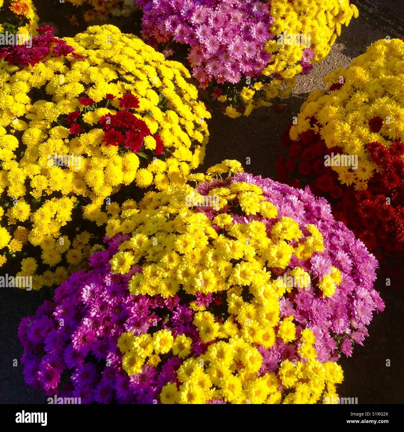 Nums hi-res stock photography and images - Alamy