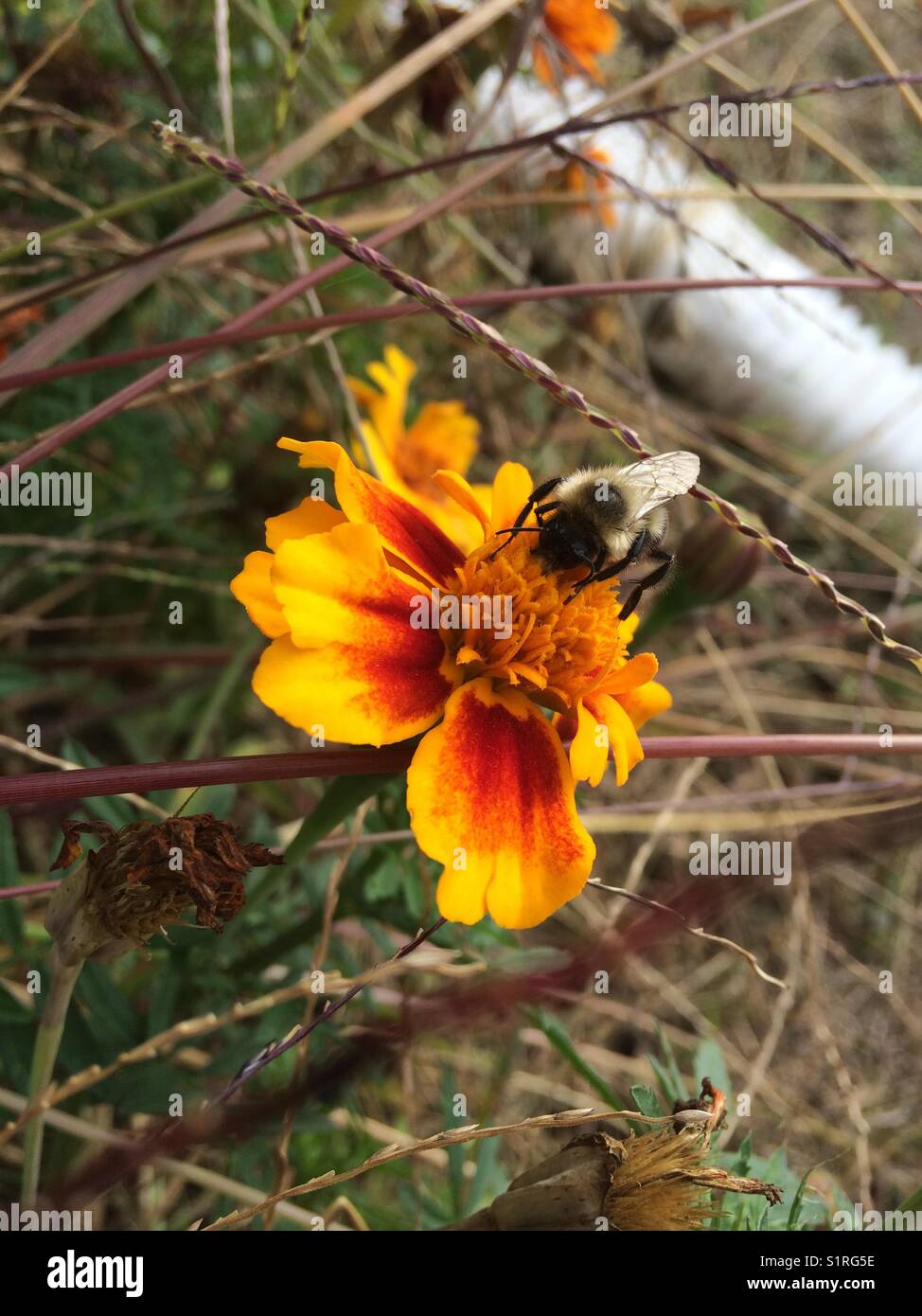 Bee bee marigold hi-res stock photography and images - Alamy