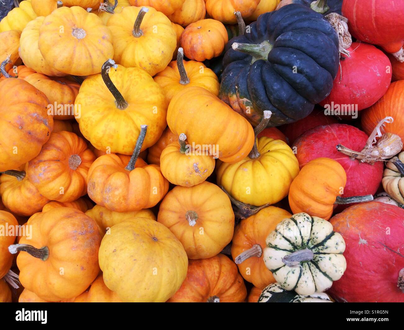 Yellow, orange & red pumpkins Stock Photo - Alamy
