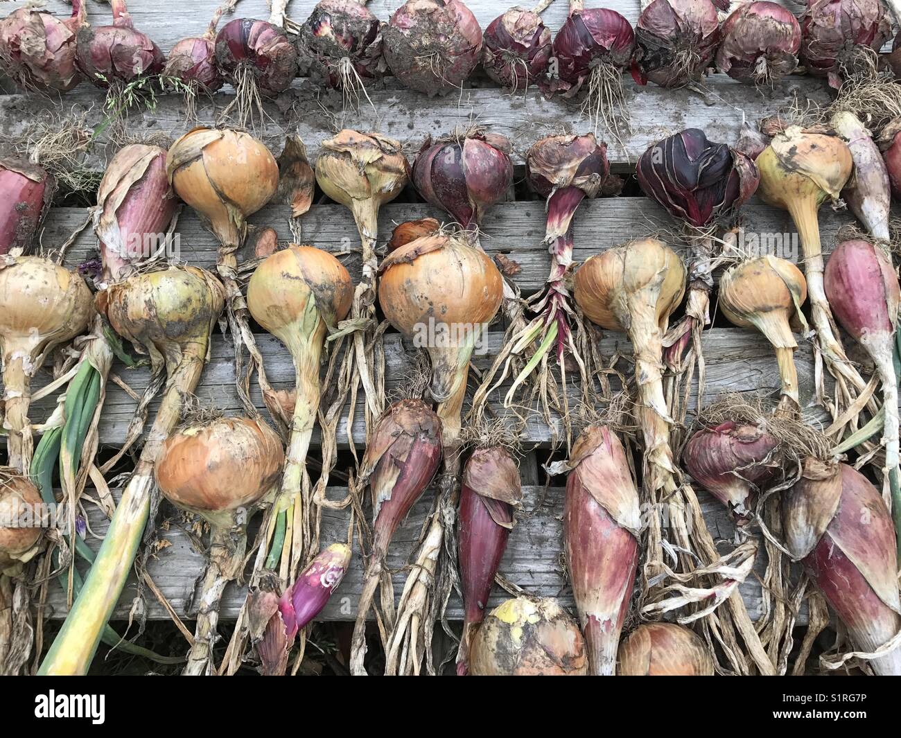 Row onions hi-res stock photography and images - Alamy