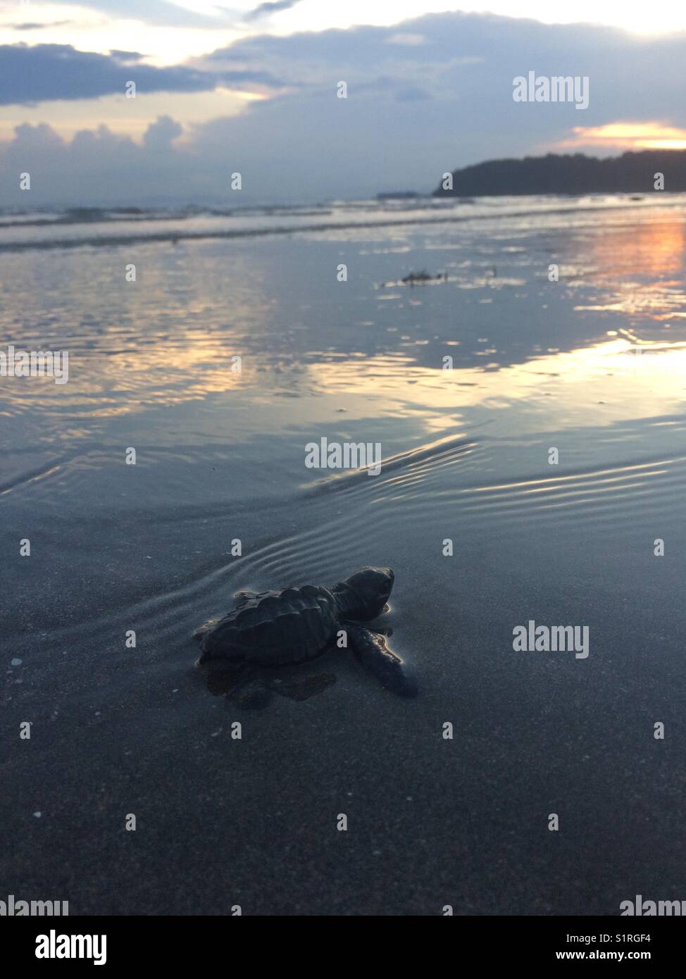 Baby sea turtles hi-res stock photography and images - Alamy