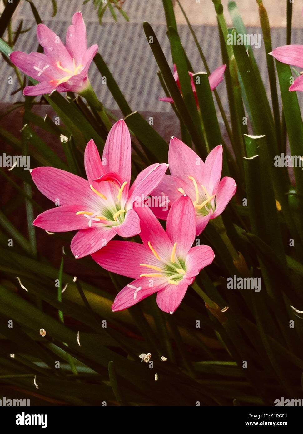 Rain lily zephyranthes grandiflora hi-res stock photography and images ...