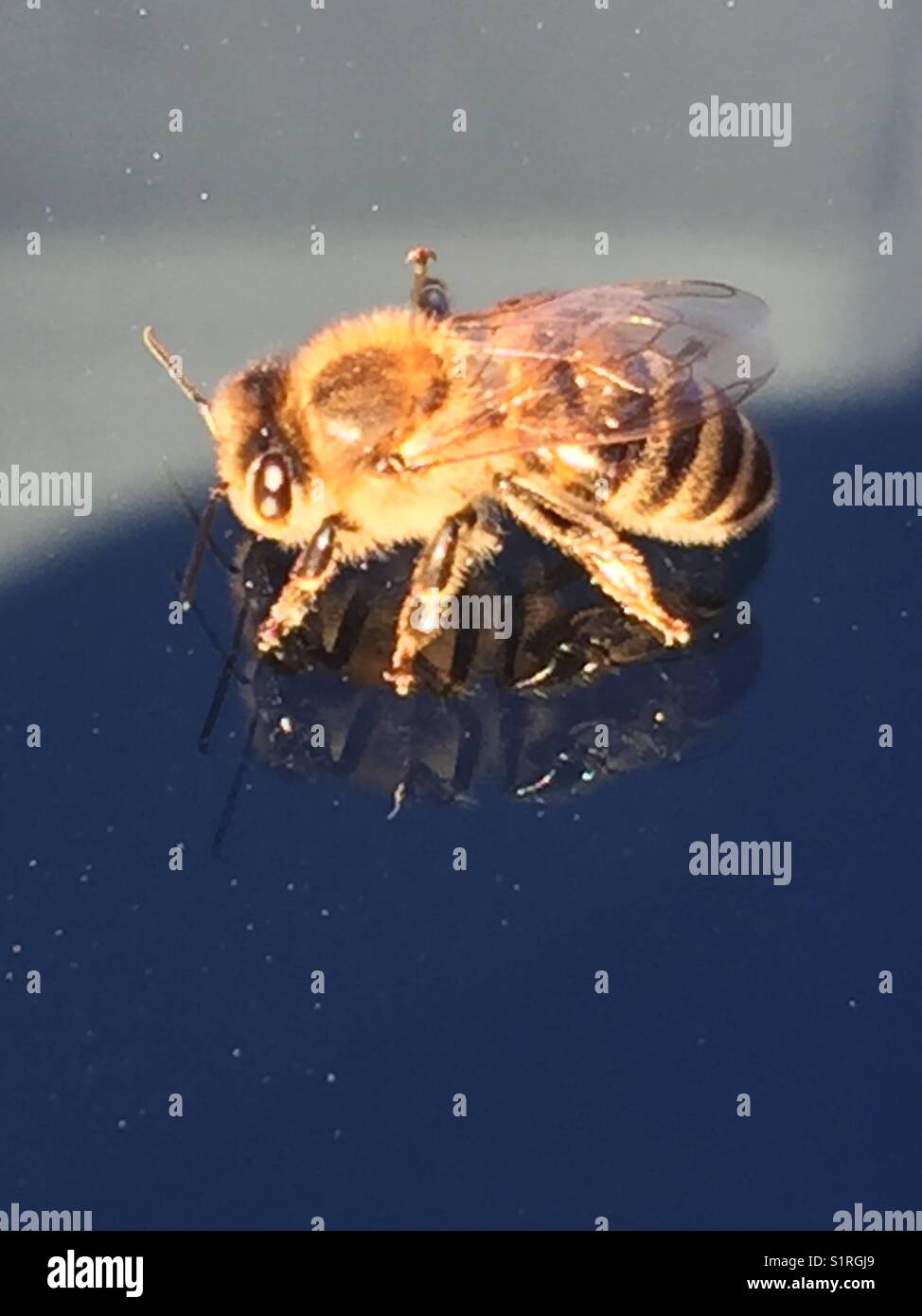 The bee friend hi-res stock photography and images - Alamy