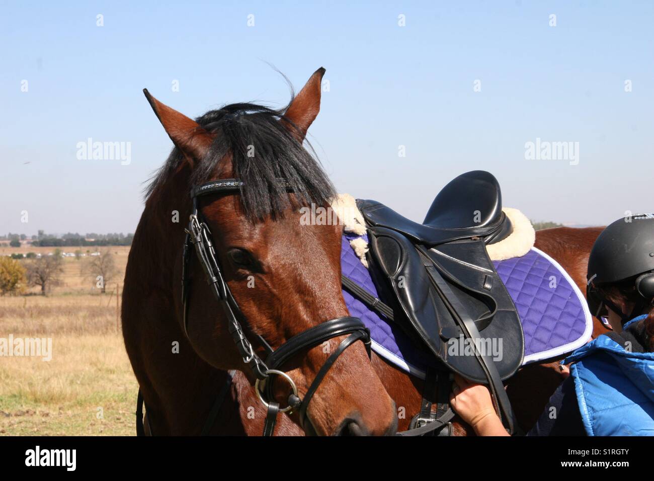 Horse tacked up hi-res stock photography and images - Alamy