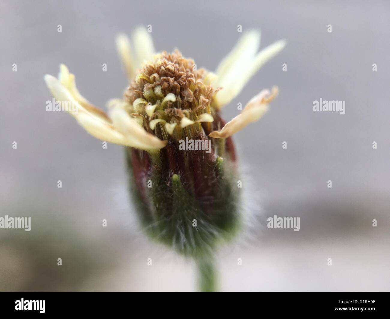 Una flor hi-res stock photography and images - Alamy
