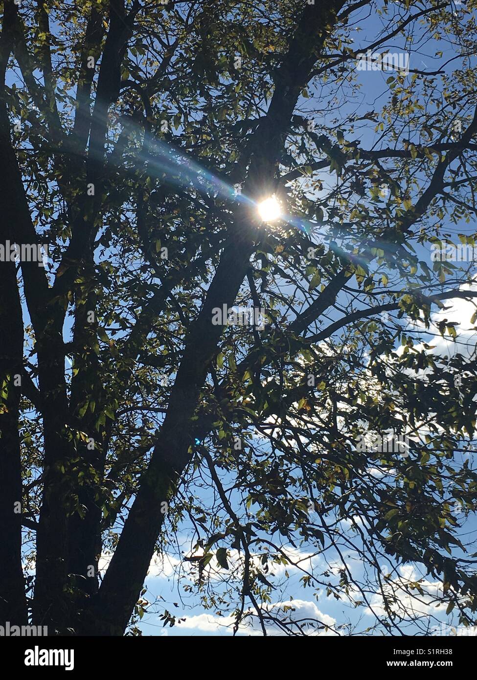 Sunbeams and trees hi-res stock photography and images - Alamy