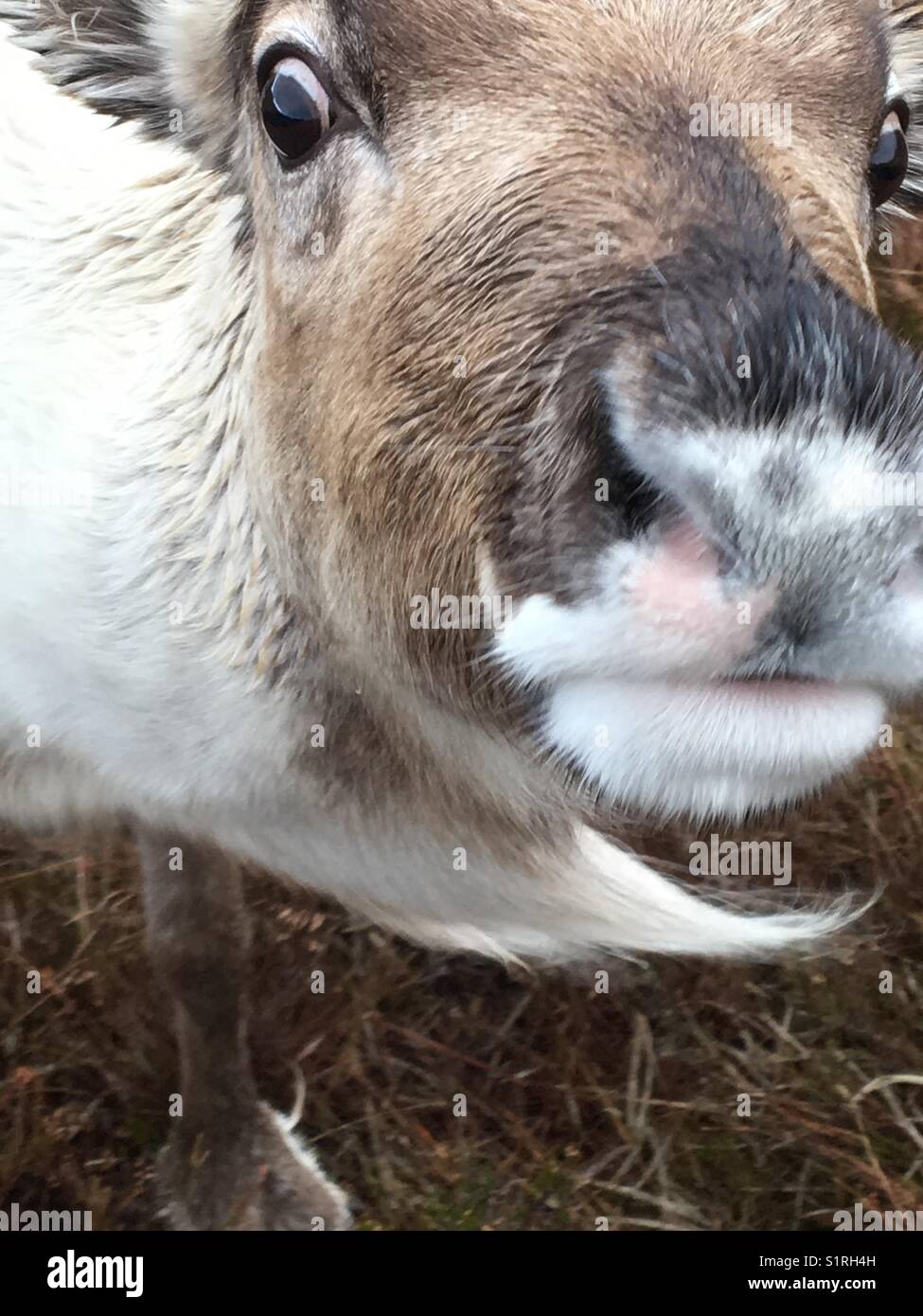 Big Nose Deer High Resolution Stock Photography and Images - Alamy