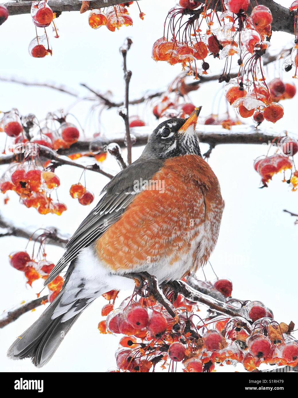 Signs of winter as a robin lands on a frozen berry tree as winter ...