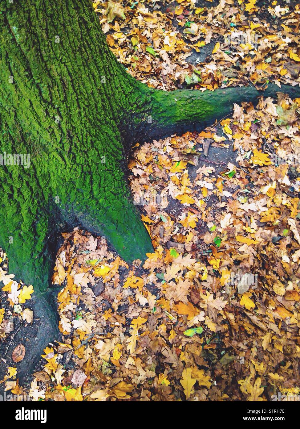 Tree trunk with green leaves hi-res stock photography and images - Alamy