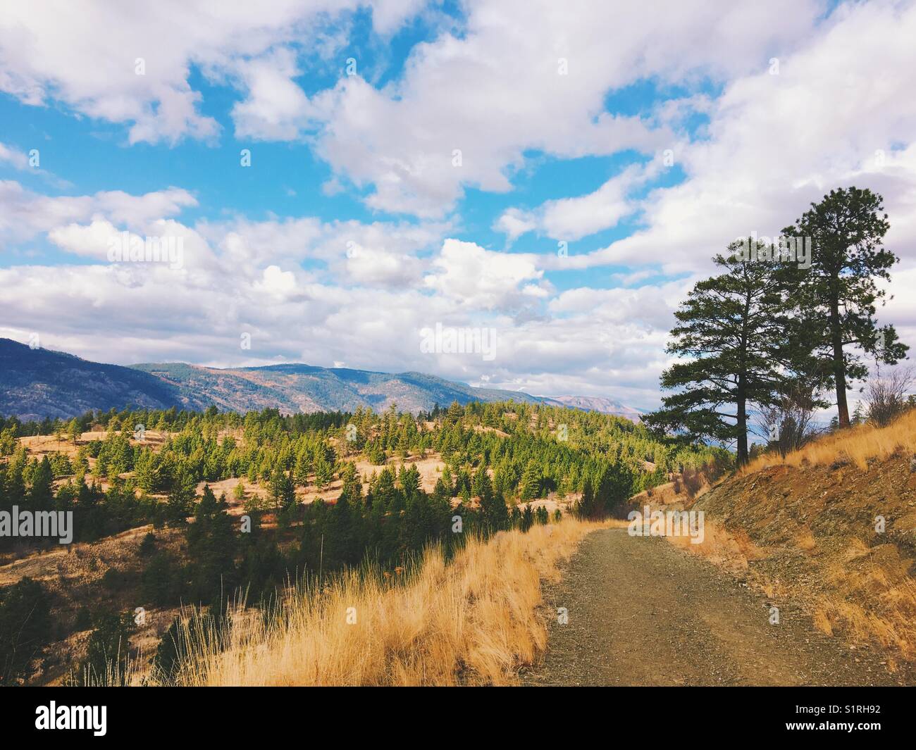 Empty trail under trees hi-res stock photography and images - Alamy