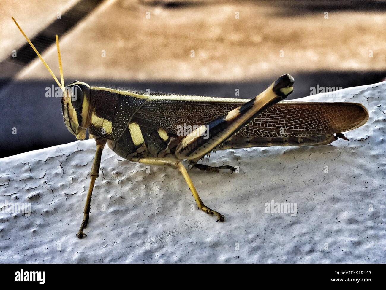 Cricket close up insect hi-res stock photography and images - Alamy
