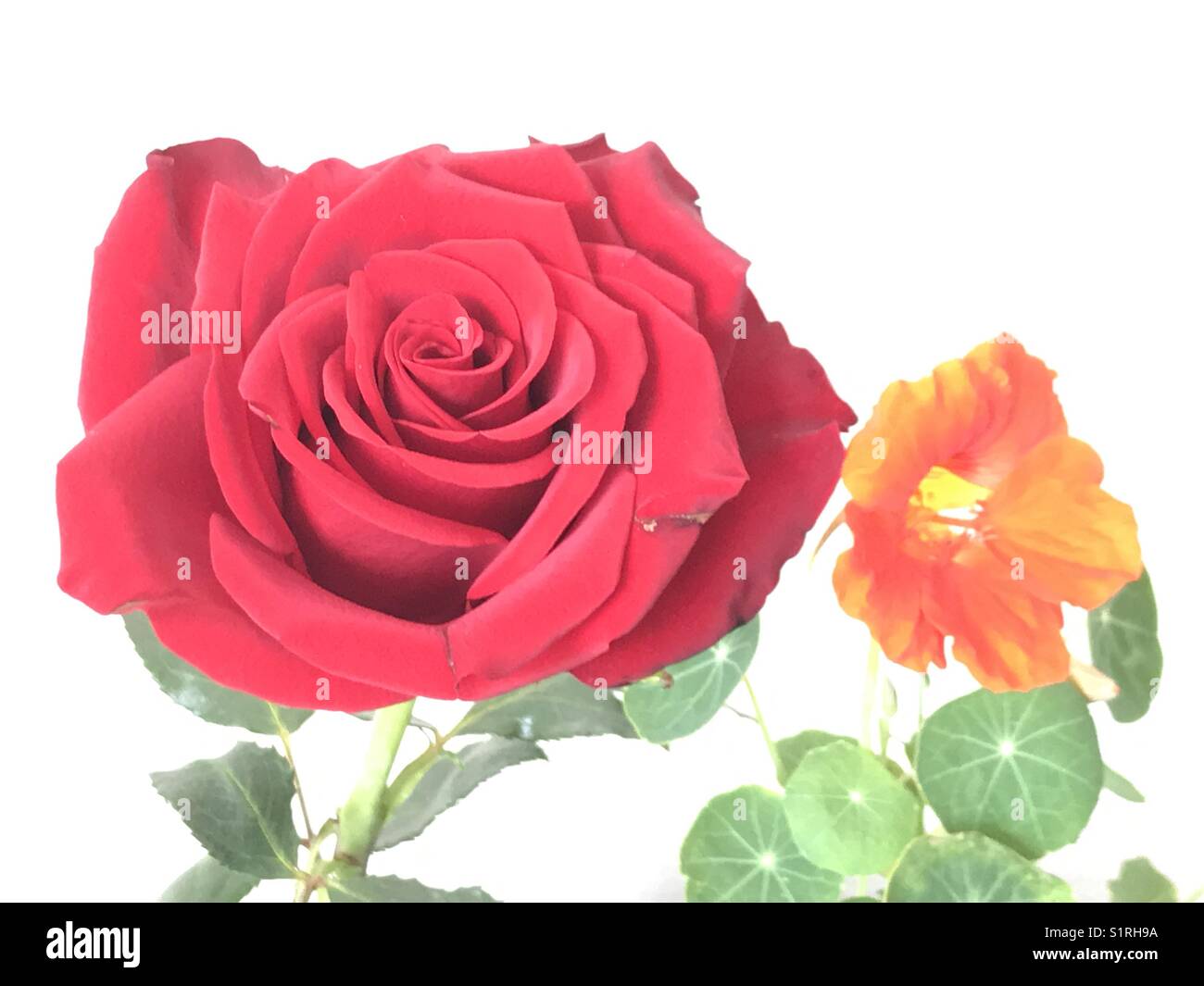 Orange Red Rose Stock Photos & Orange Red Rose Stock Images - Alamy