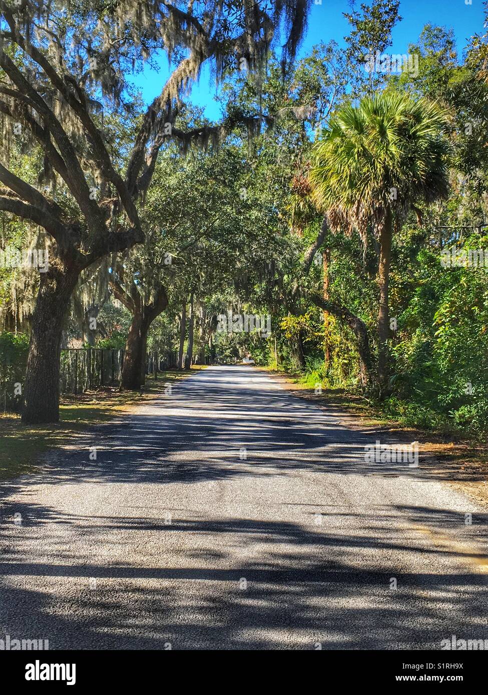 Oak Trees Road High Resolution Stock Photography and Images - Alamy