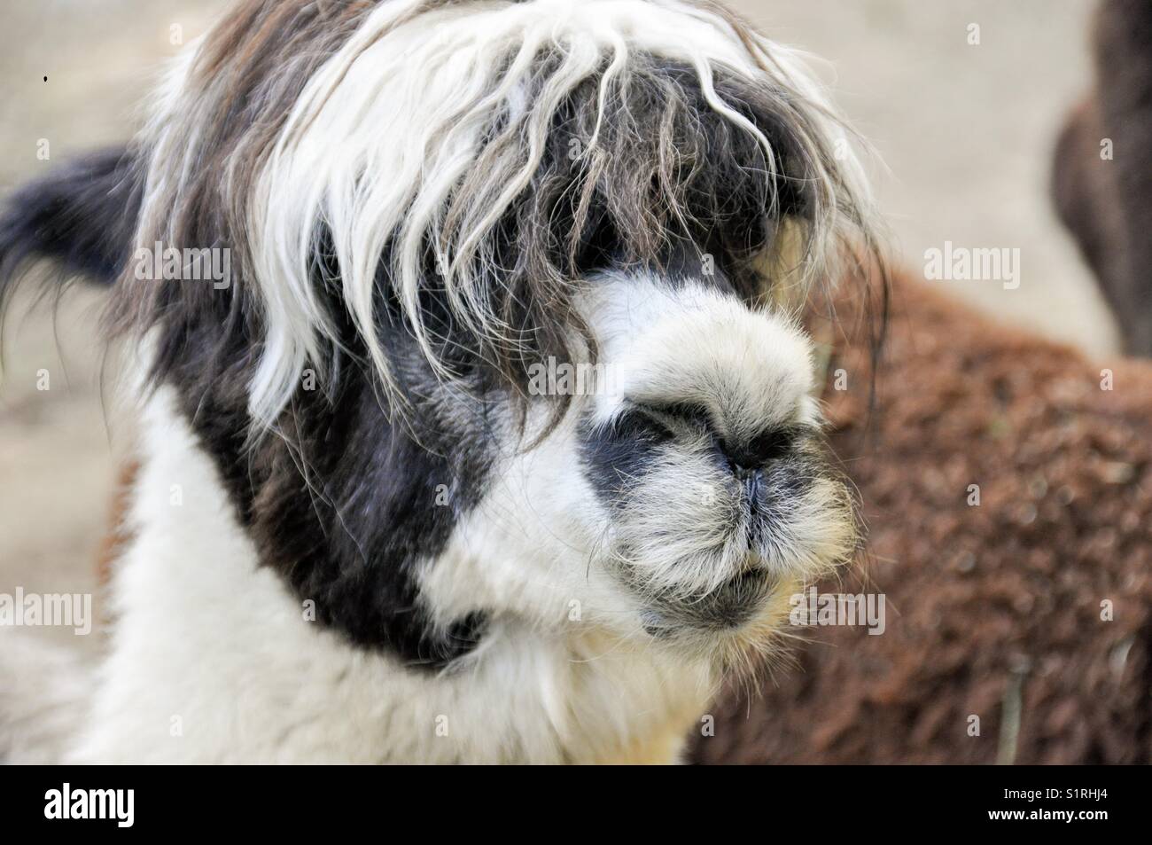Wlosy dlugie hi-res stock photography and images - Alamy