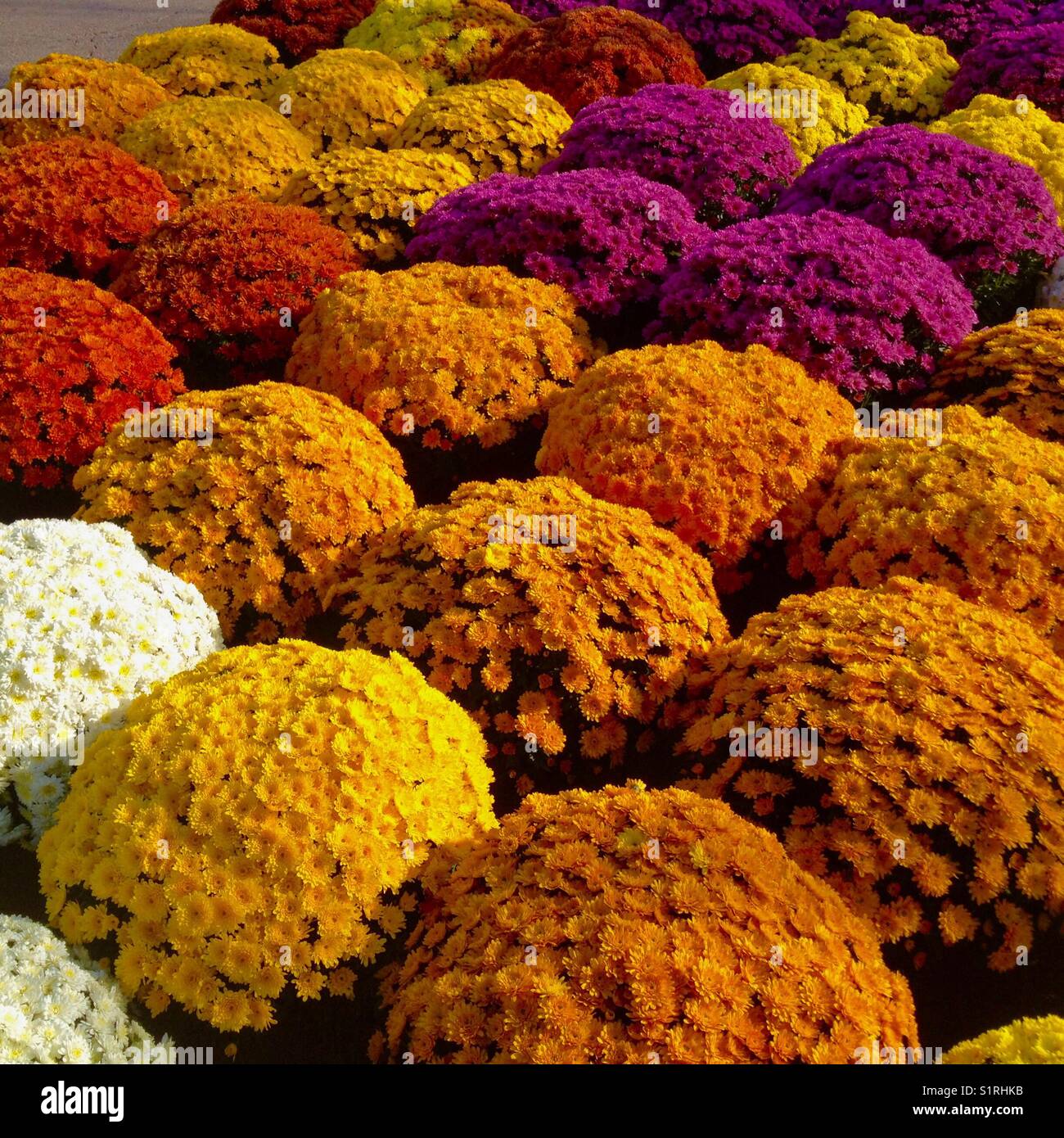 Nums hi-res stock photography and images - Alamy