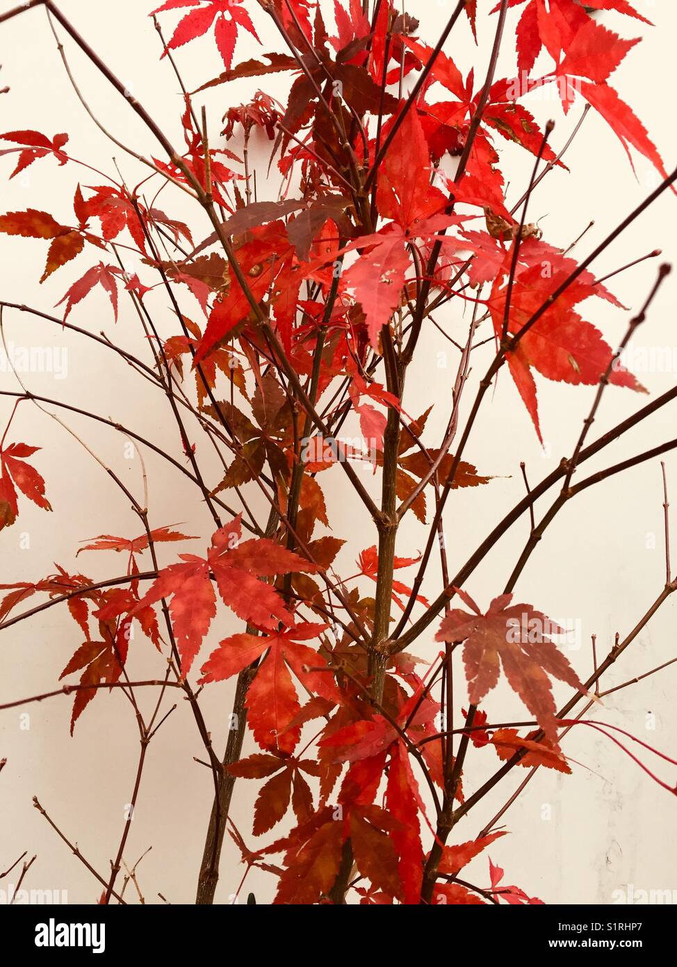 Digitate leaves hi-res stock photography and images - Alamy