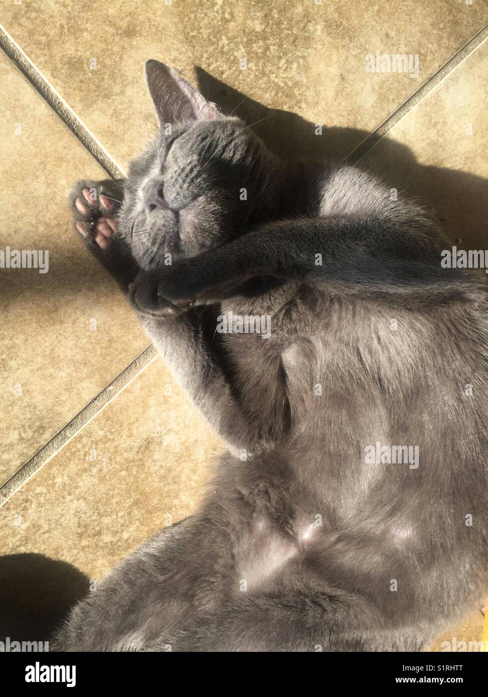 Kitten Sun High Resolution Stock Photography and Images - Alamy