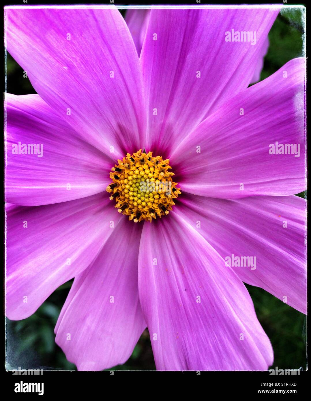 Single pink cosmos flower hi-res stock photography and images - Alamy
