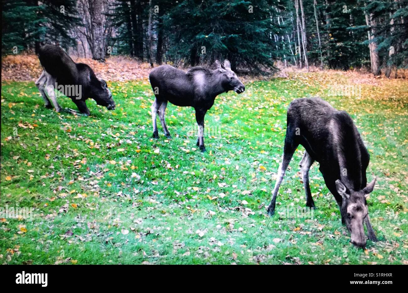 Cow moose and Twin moose calves Stock Photo - Alamy