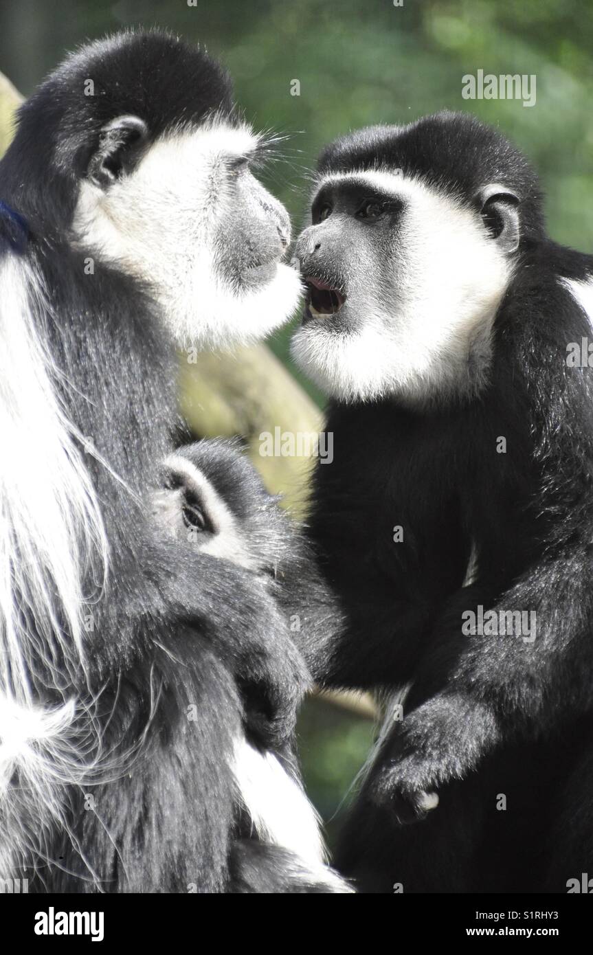 Family monkeys zoo hi-res stock photography and images - Alamy