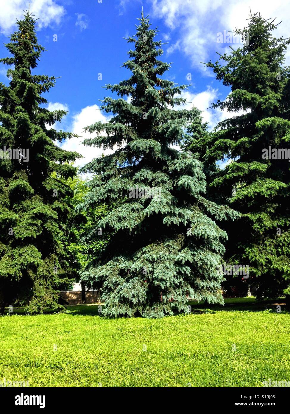 Forest giants hi-res stock photography and images - Alamy