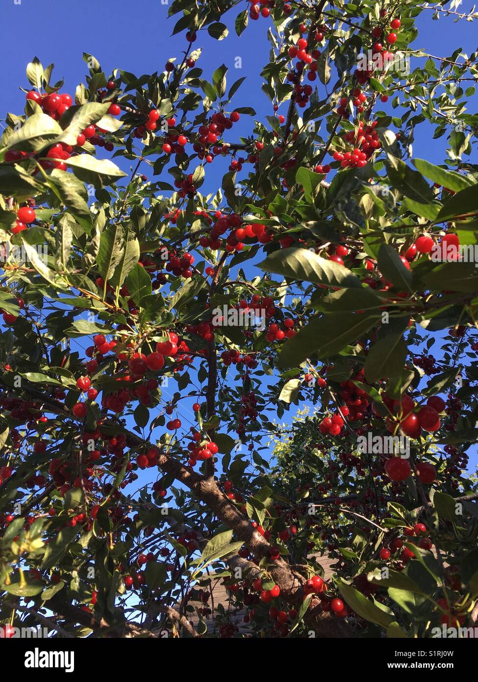 Beautiful sour cherrie tree in the sunlight Stock Photo - Alamy