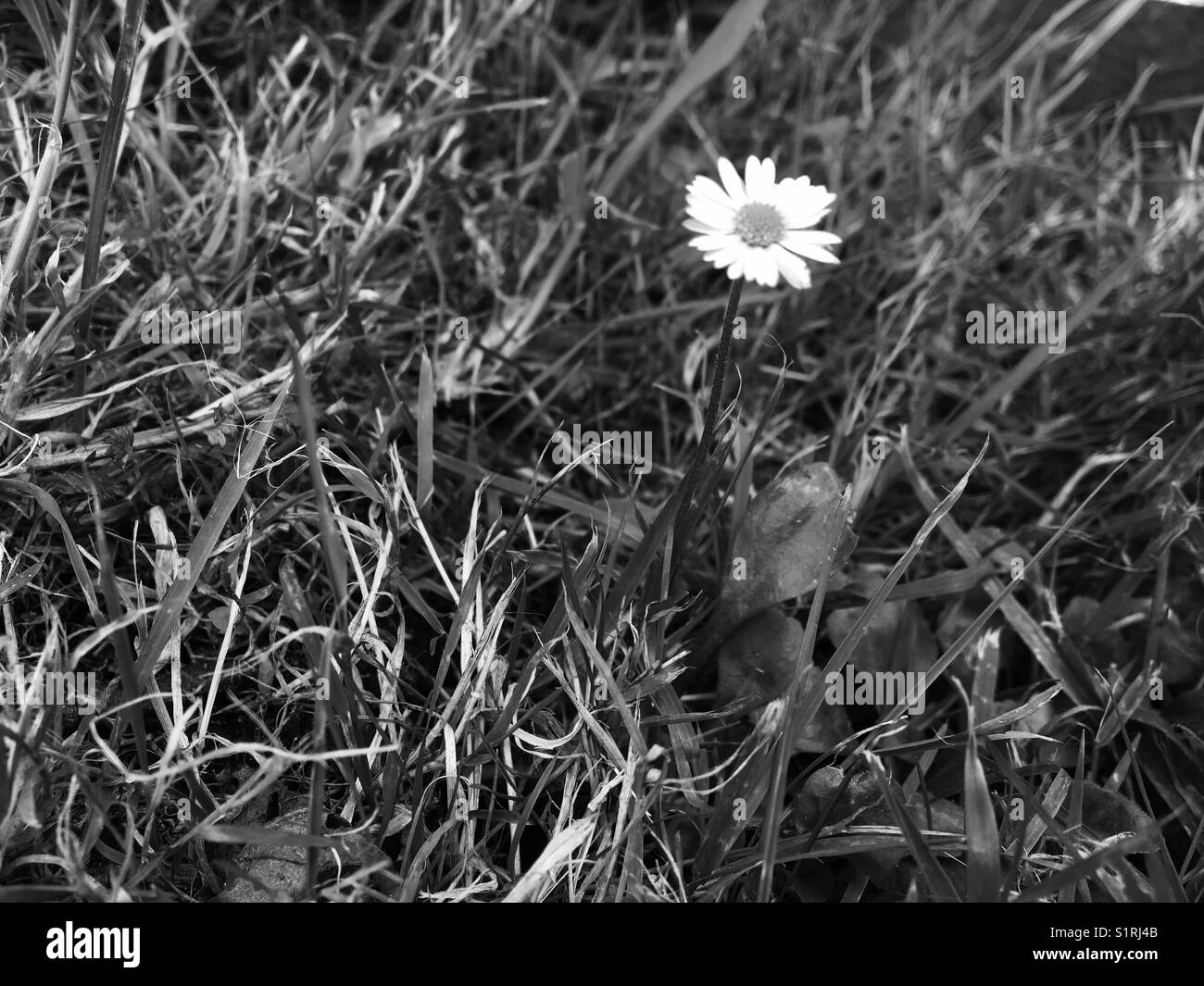 Lonely flower hi-res stock photography and images - Alamy