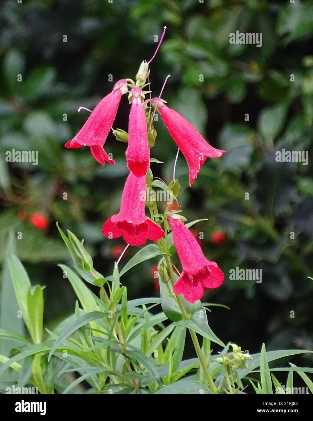 Red penstemon flowers hi-res stock photography and images - Alamy
