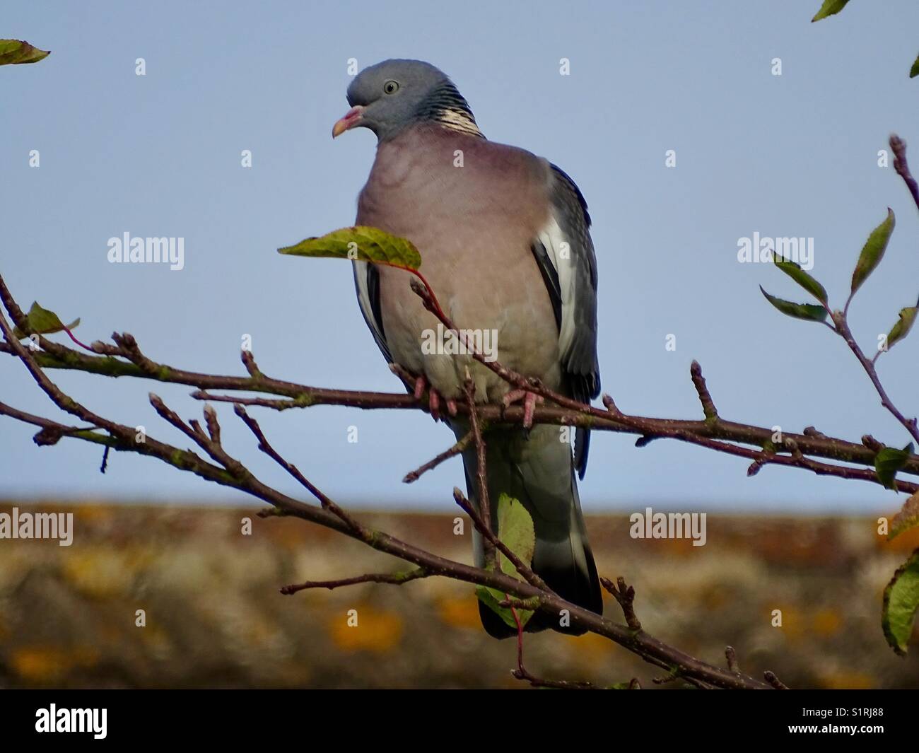 Pigeon on tree Stock Photo - Alamy