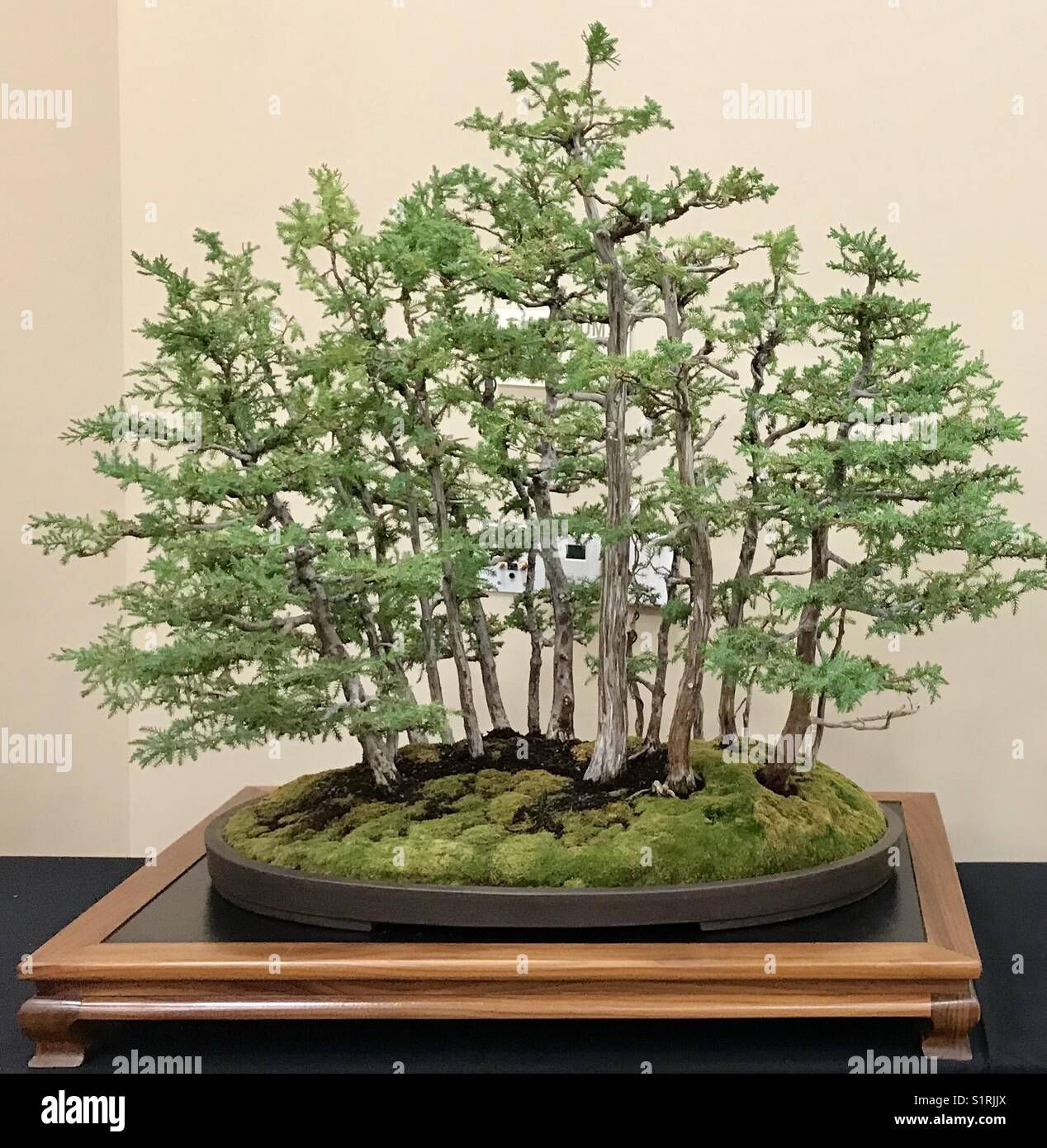 Asian tree hi-res stock photography and images - Alamy