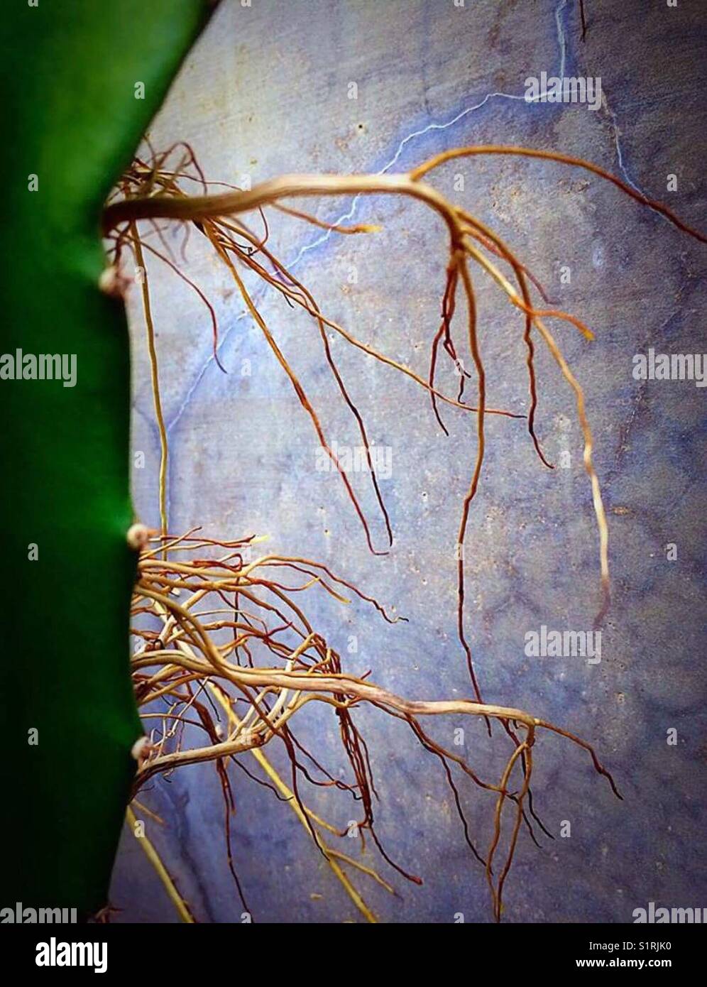 Cactus roots hi-res stock photography and images - Alamy