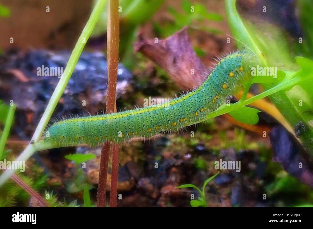Eating green worm Stock Photo - Alamy