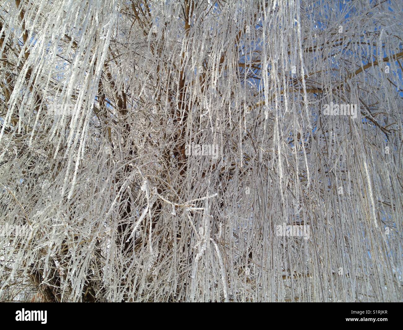Freezing rain-covered tree in Bend, Oregon Stock Photo - Alamy