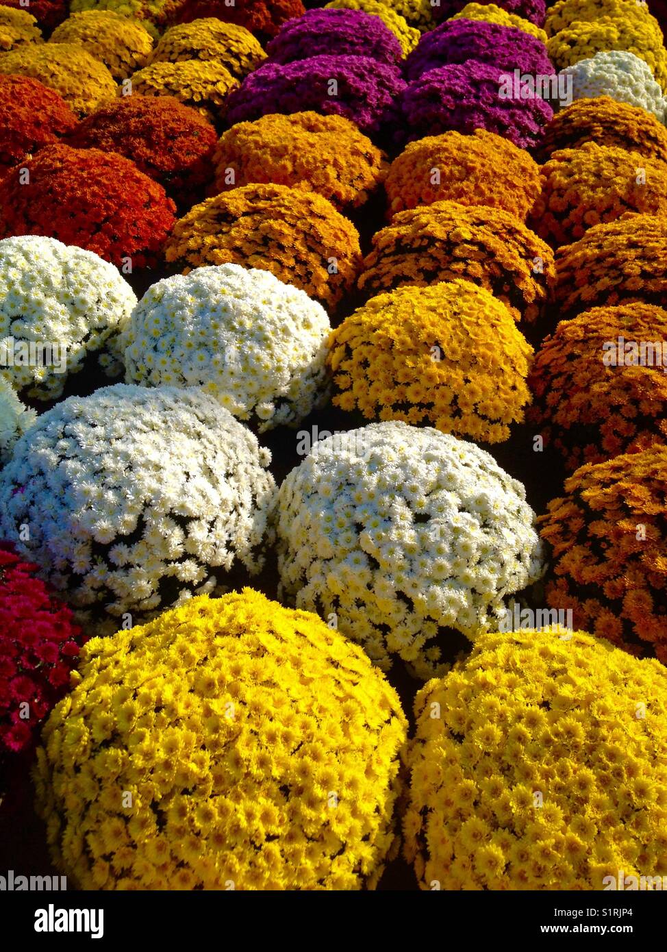 Nums hi-res stock photography and images - Alamy