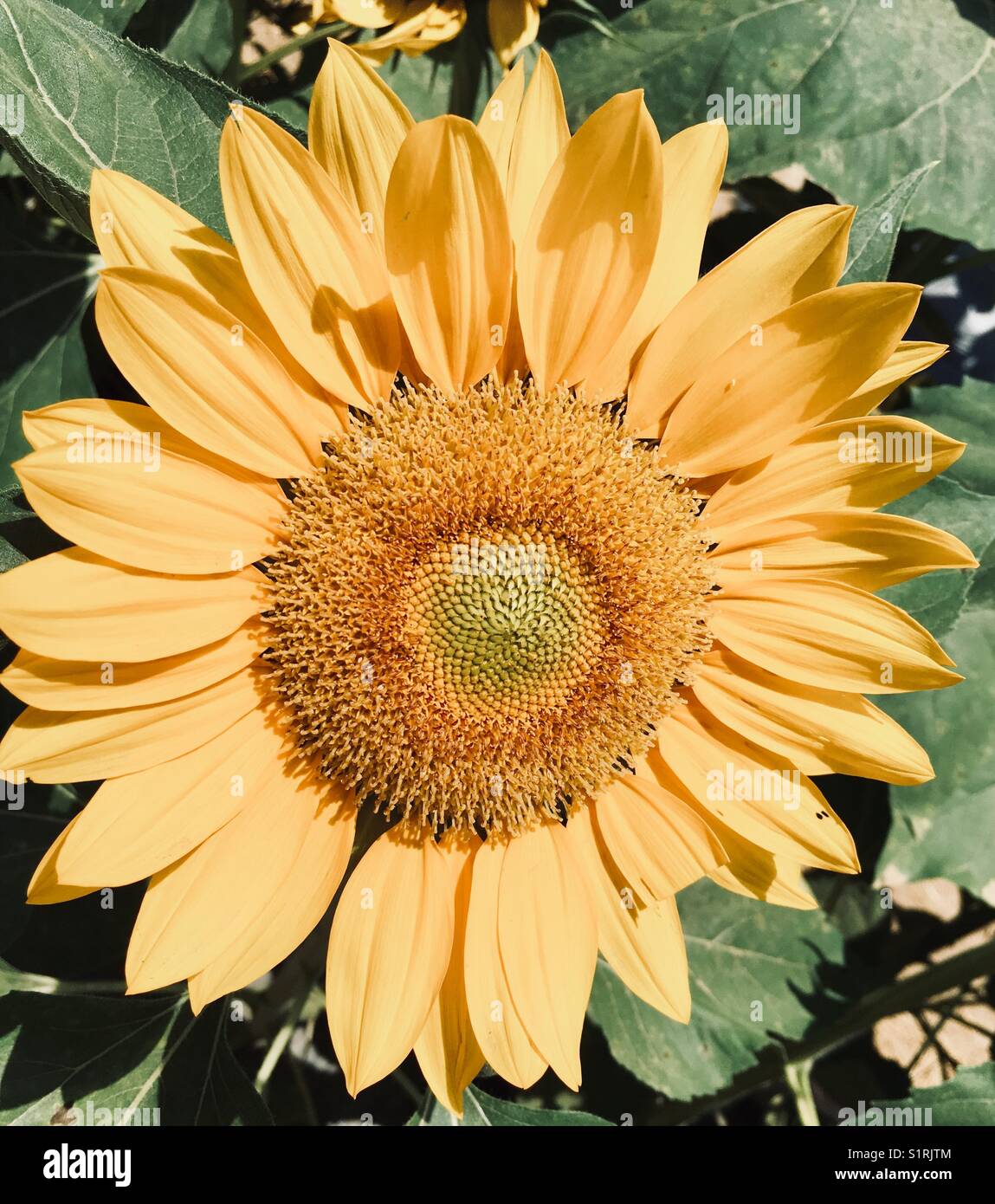 Fully bloomed sunflower hi-res stock photography and images - Alamy