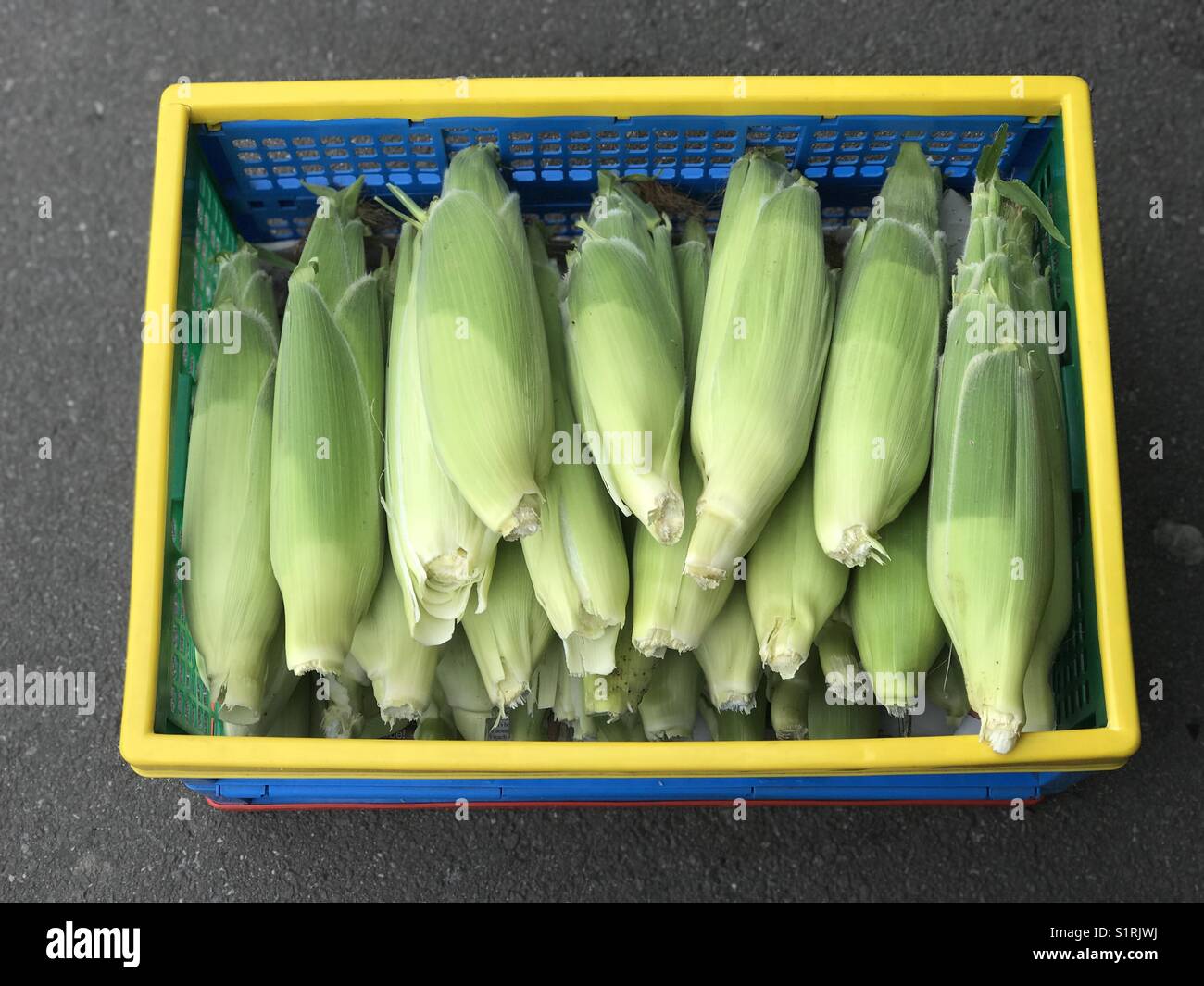 Basket of corn from my allotment Stock Photo - Alamy