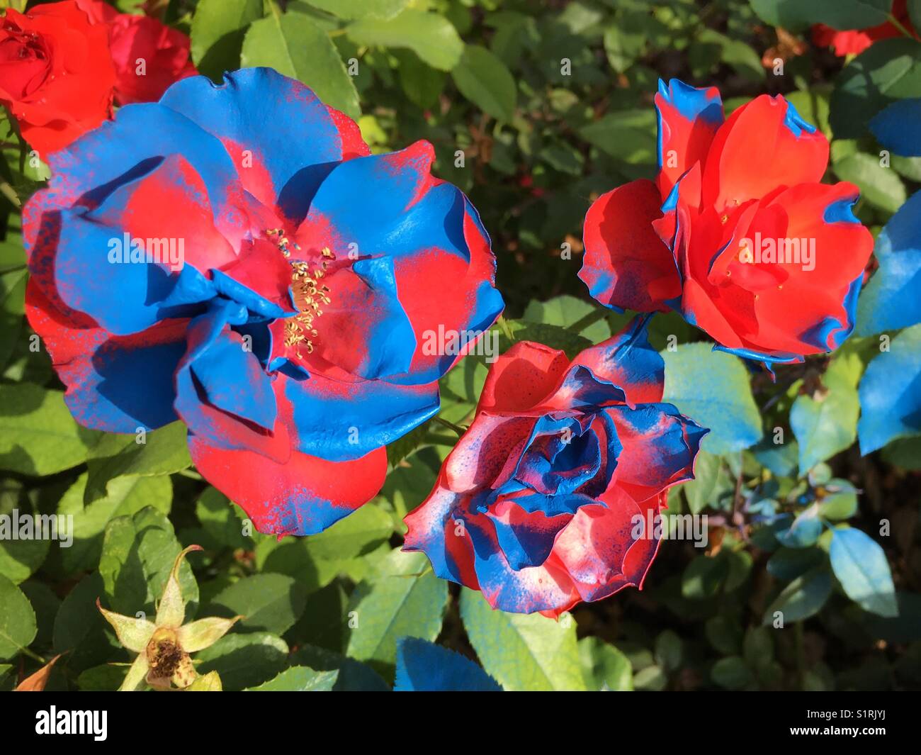 Red roses vandalised with blue spray paint take on a new beauty as the ...