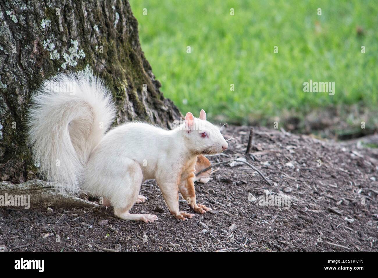 White squirrel hi-res stock photography and images - Alamy