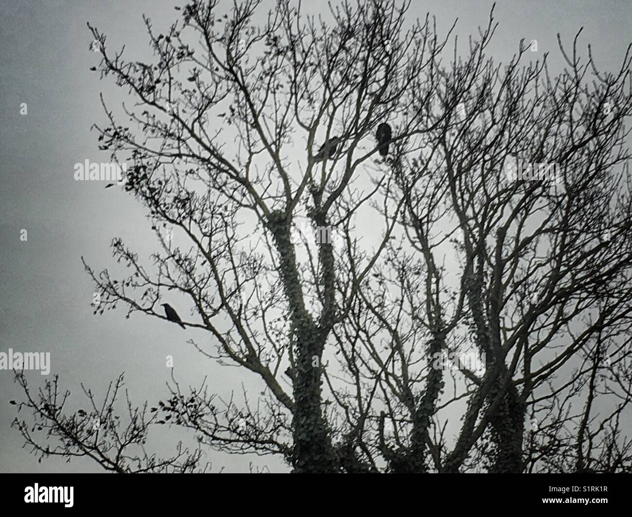 Crows and tree hi-res stock photography and images - Alamy