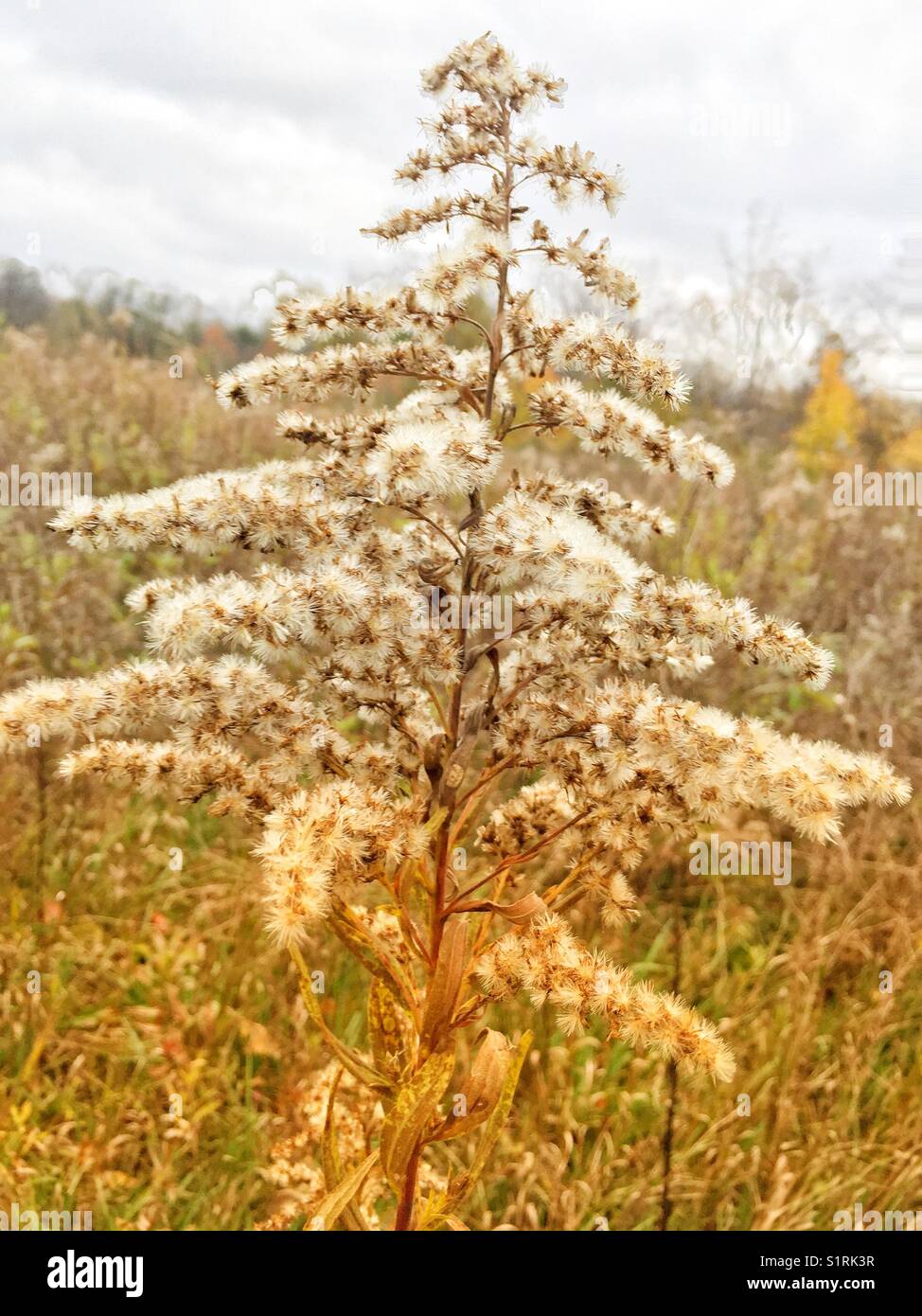 Prairie field hi-res stock photography and images - Alamy