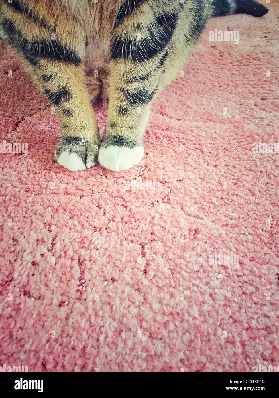 Tabby cat front legs as it sits on a carpet Stock Photo - Alamy