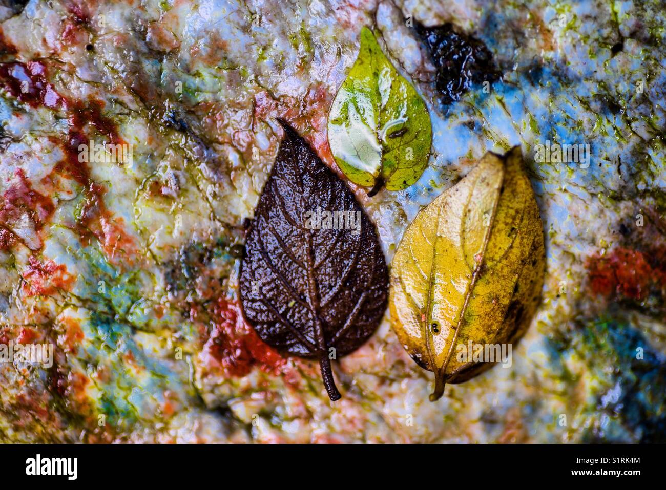 Bright, vivid and wet. Colors of the Fall Stock Photo - Alamy
