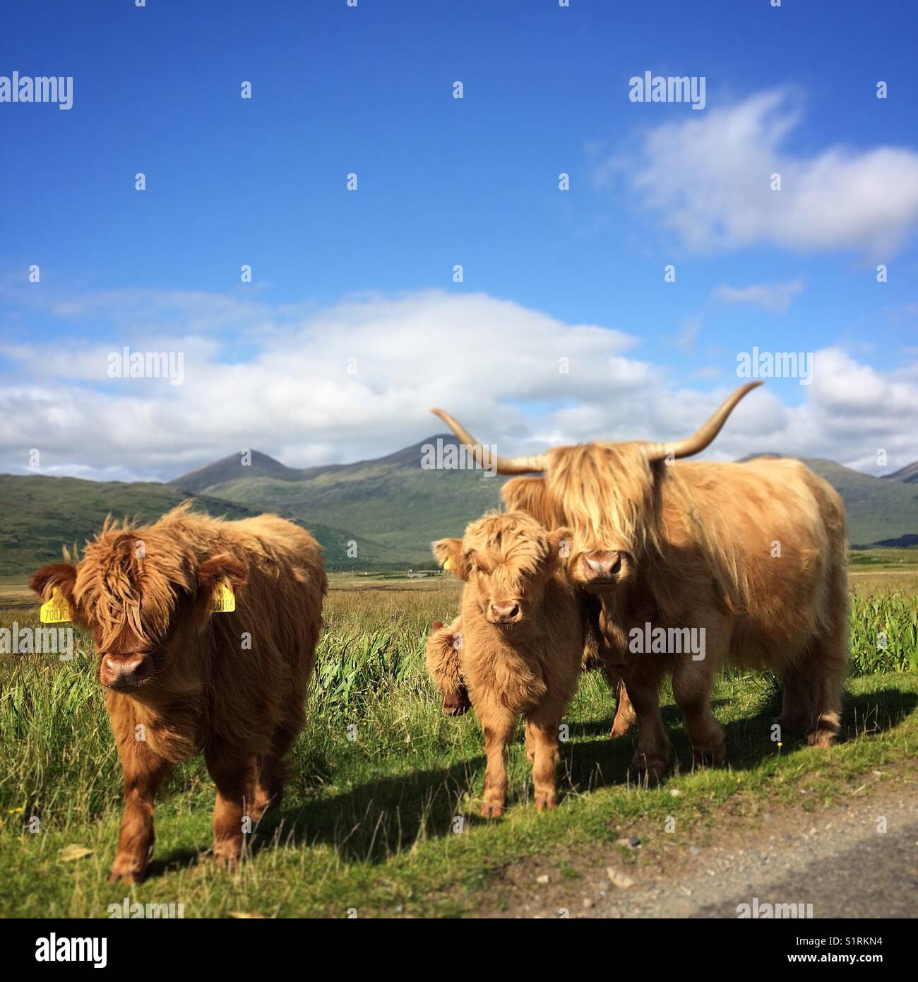Highland cows of scotland hi-res stock photography and images - Alamy