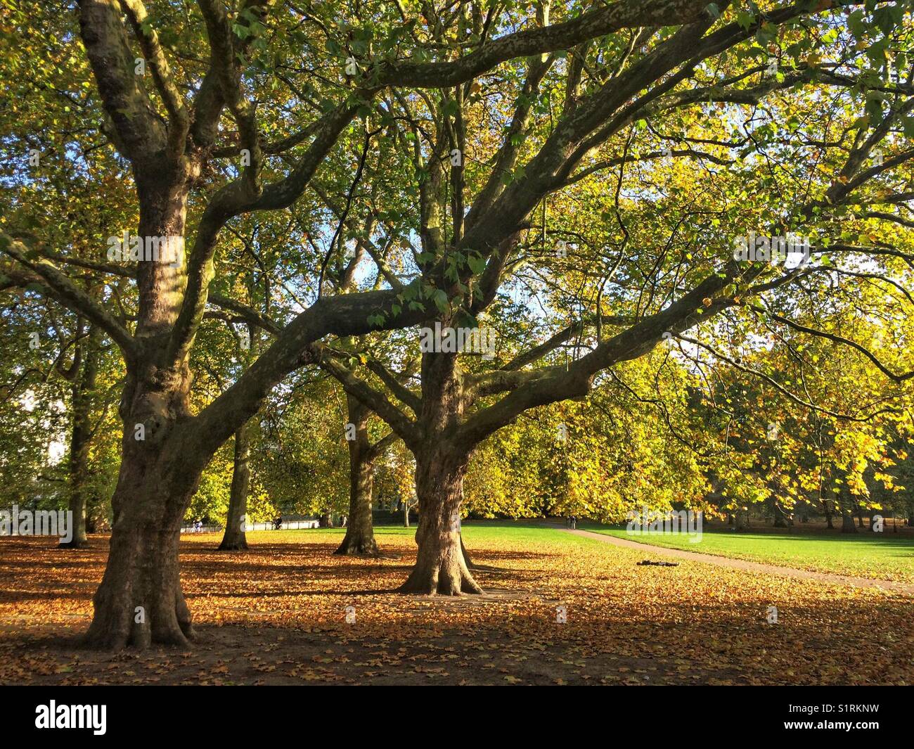 London plane tree london hi-res stock photography and images - Alamy