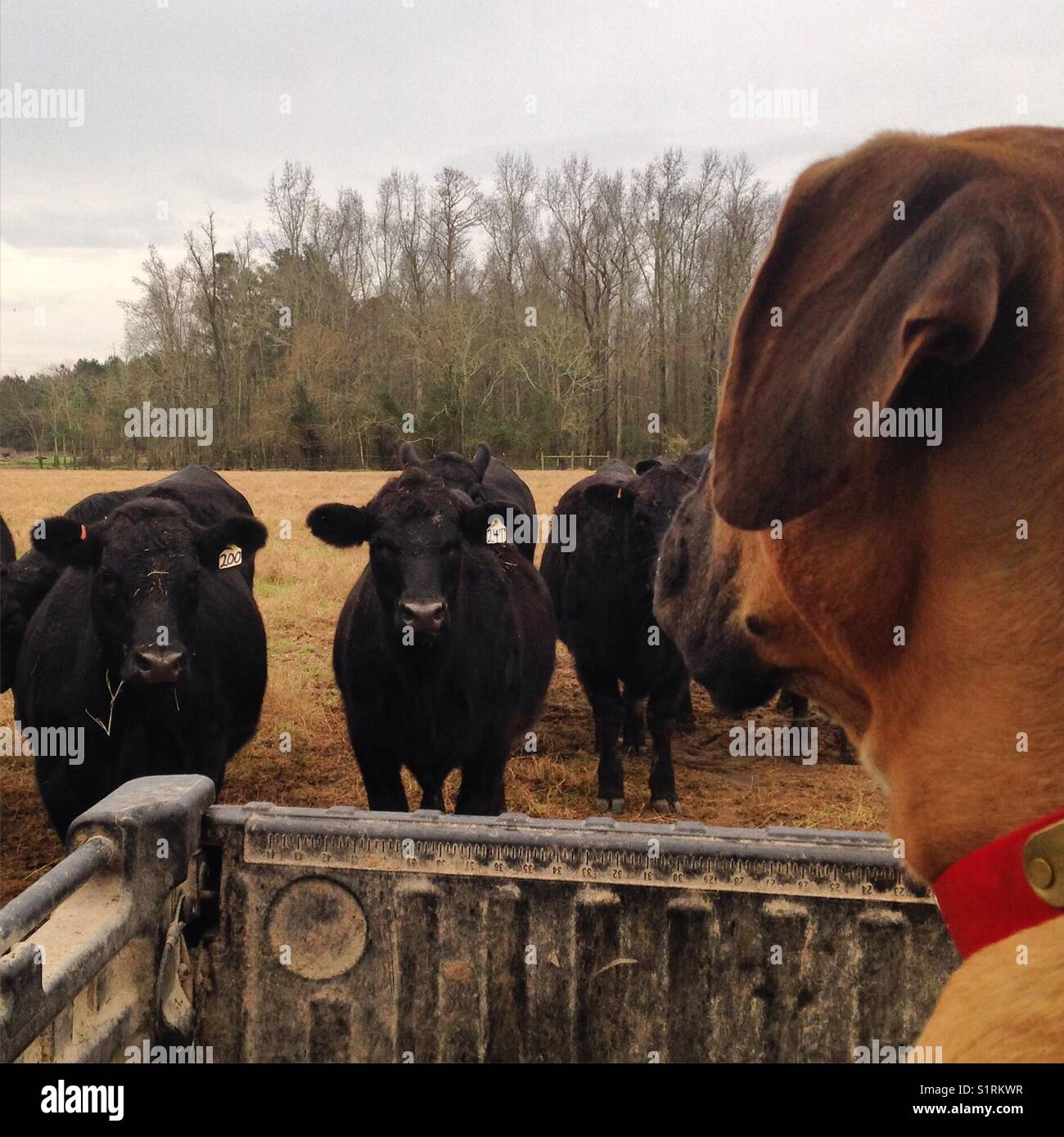 Truck Farm Dog High Resolution Stock Photography and Images - Alamy